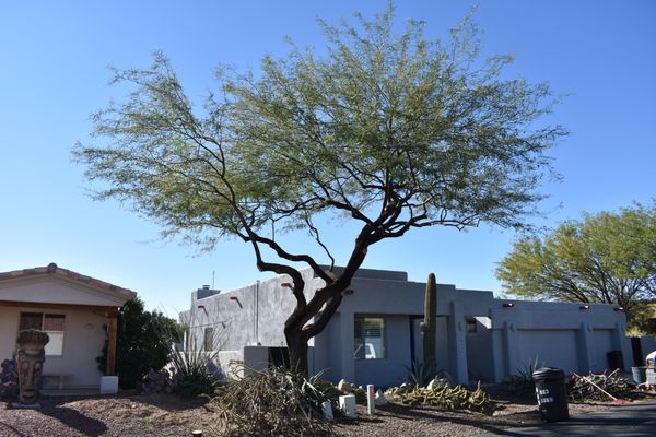 PIMA PALM &TREE SERVICE - Updated January 2025 - 15 Photos - Tucson ...