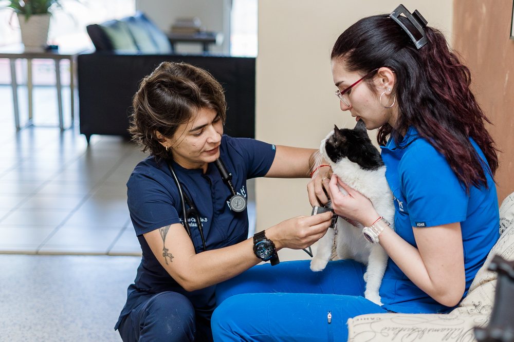 MY VET AT HOME - Updated October 2025 - 34 Photos & 10 Reviews - Miami ...