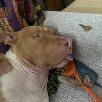 SUNCOAST HUMANE SOCIETY - Updated December 2025 - 13 Photos & 21 ...