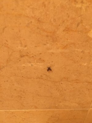 THE BUG GUYS - Updated August 2025 - 880 SW Biltmore St, Port St. Lucie ...