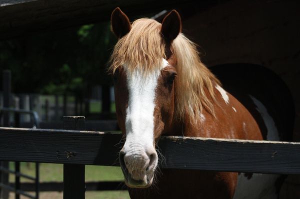 FORT RICKEY DISCOVERY ZOO - Updated November 2025 - 35 Photos & 10 ...