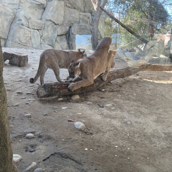 CALM ZOO - Updated July 2025 - 494 Photos & 164 Reviews - 10500 Alfred ...