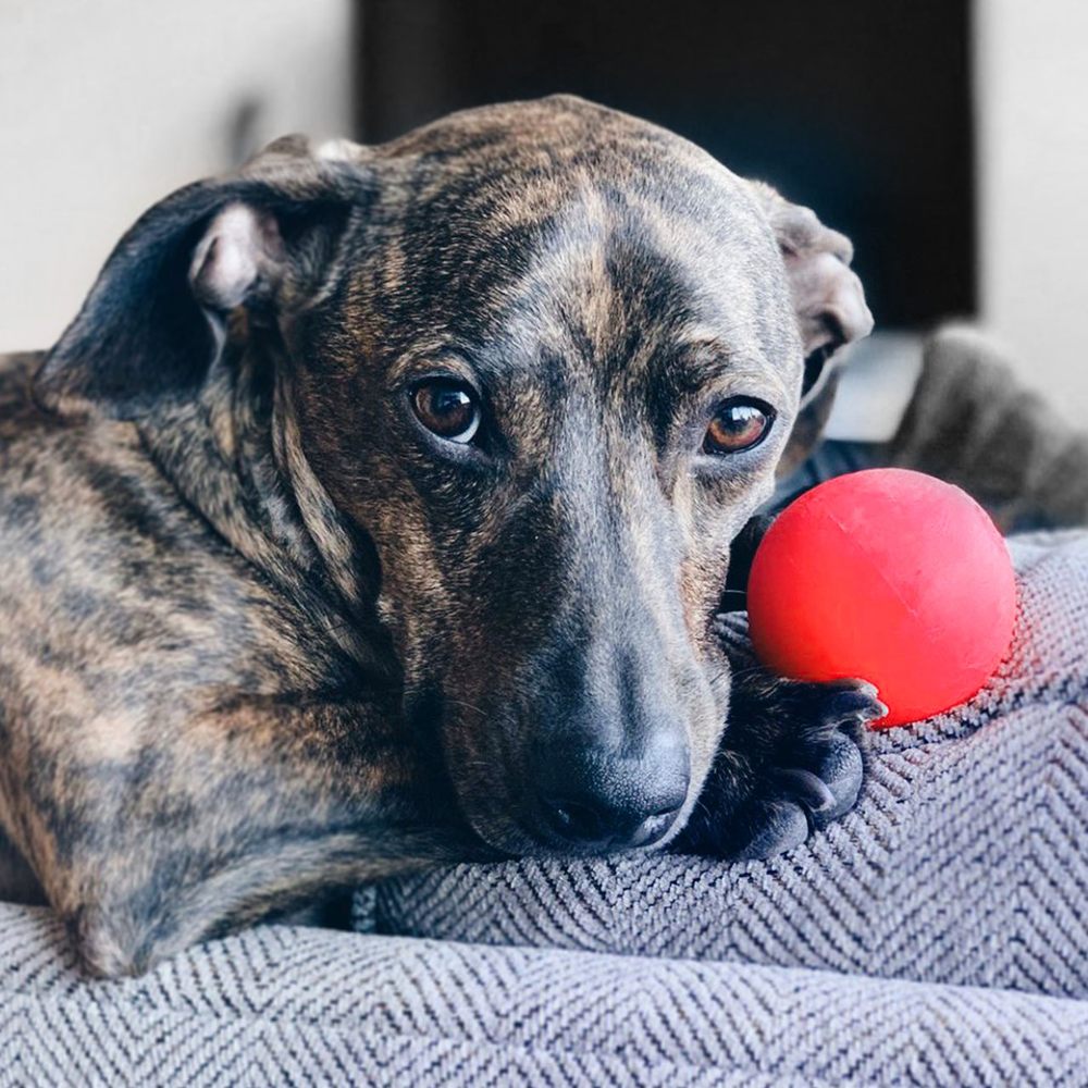 POWERHOUSE DOG SUPPLY - Updated December 2024 - Request Information ...
