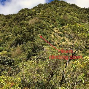 Mt Ka’ala Trail on Yelp