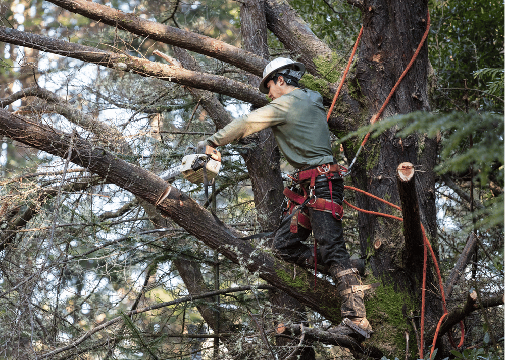 TOPEKA TREE SERVICE - Updated October 2024 - 823 SE Quincy St, Topeka ...