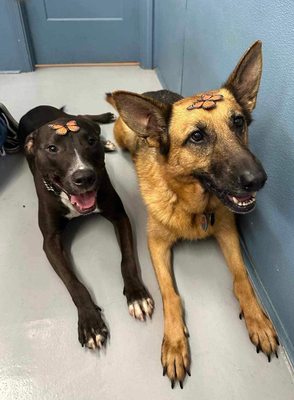 CANINE CORRAL - Updated September 2024 - 78 Photos & 76 Reviews - 2045 ...