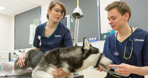 VETS NOW HOSPITAL GLASGOW - Updated September 2025 - 13 Photos - 123 ...