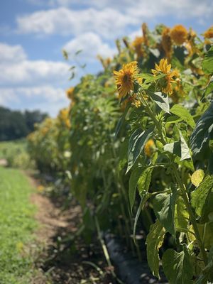 HOWARD FAMILY FARM - Updated January 2026 - 68 Photos & 12 Reviews ...