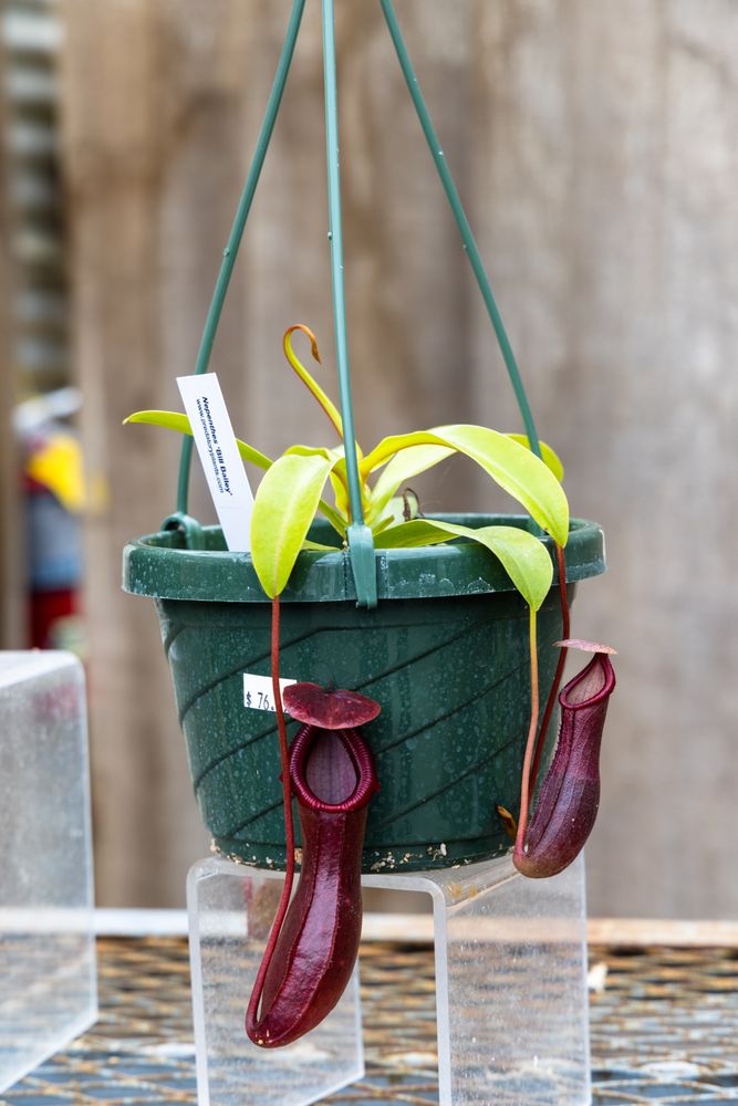 PREDATORY PLANTS - Updated September 2024 - 196 Photos & 81 Reviews ...