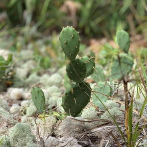 THAI CHIANG RAI RESTAURANT - 143 Photos & 59 Reviews - Thai - 4942 Hwy ...