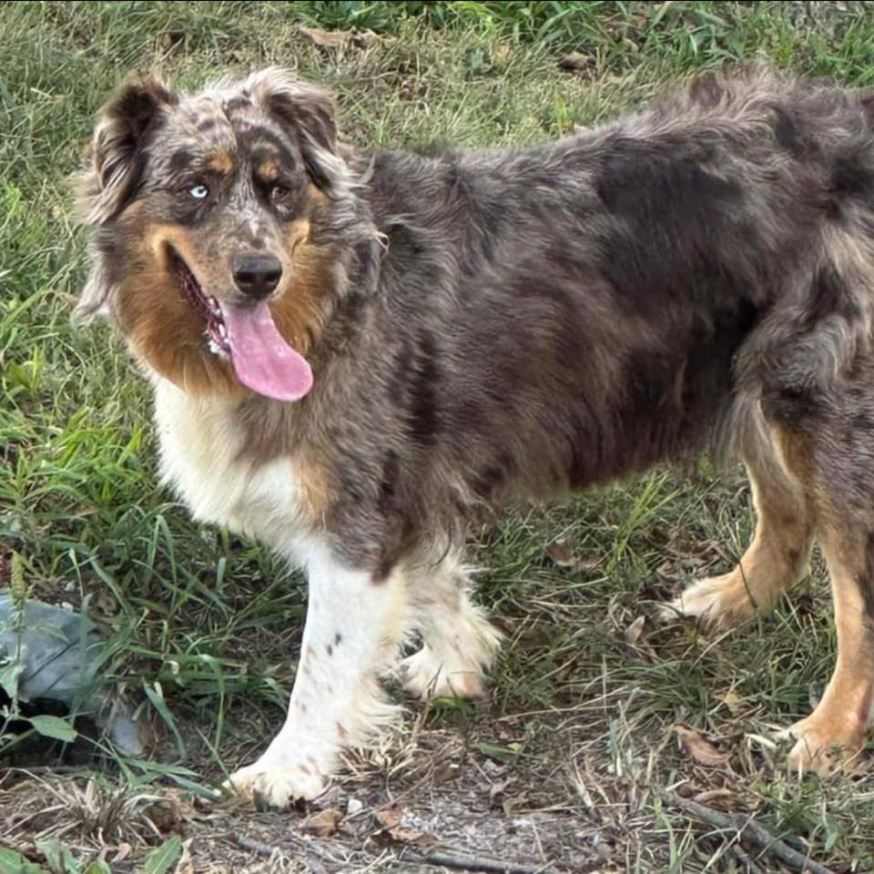 MCDANIEL AUSSIES OF KANSAS - Updated July 2024 - Welda, Kansas - Pet ...