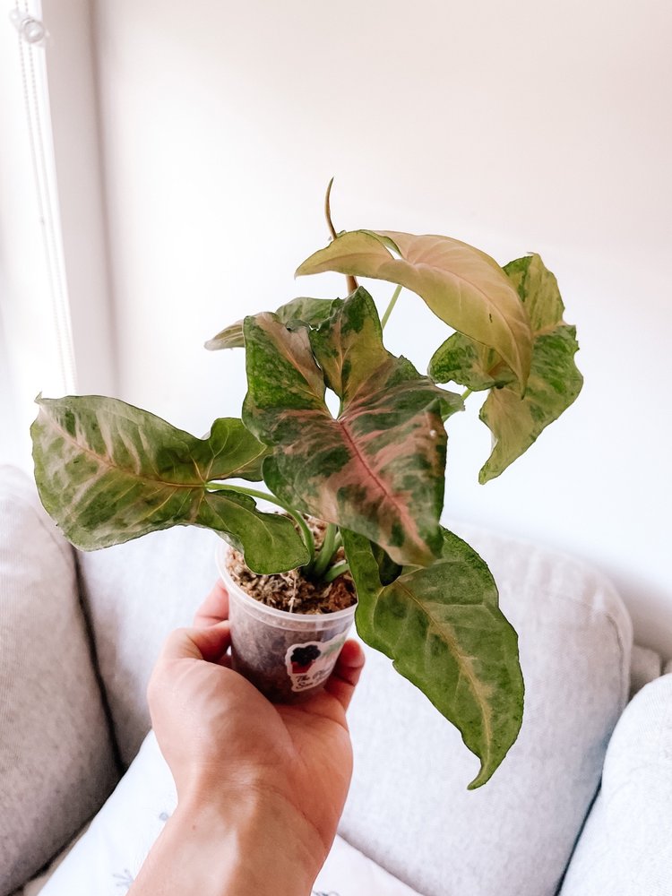 THE PLANT LADY - Updated January 2025 - 63 Photos & 43 Reviews - 1637 ...