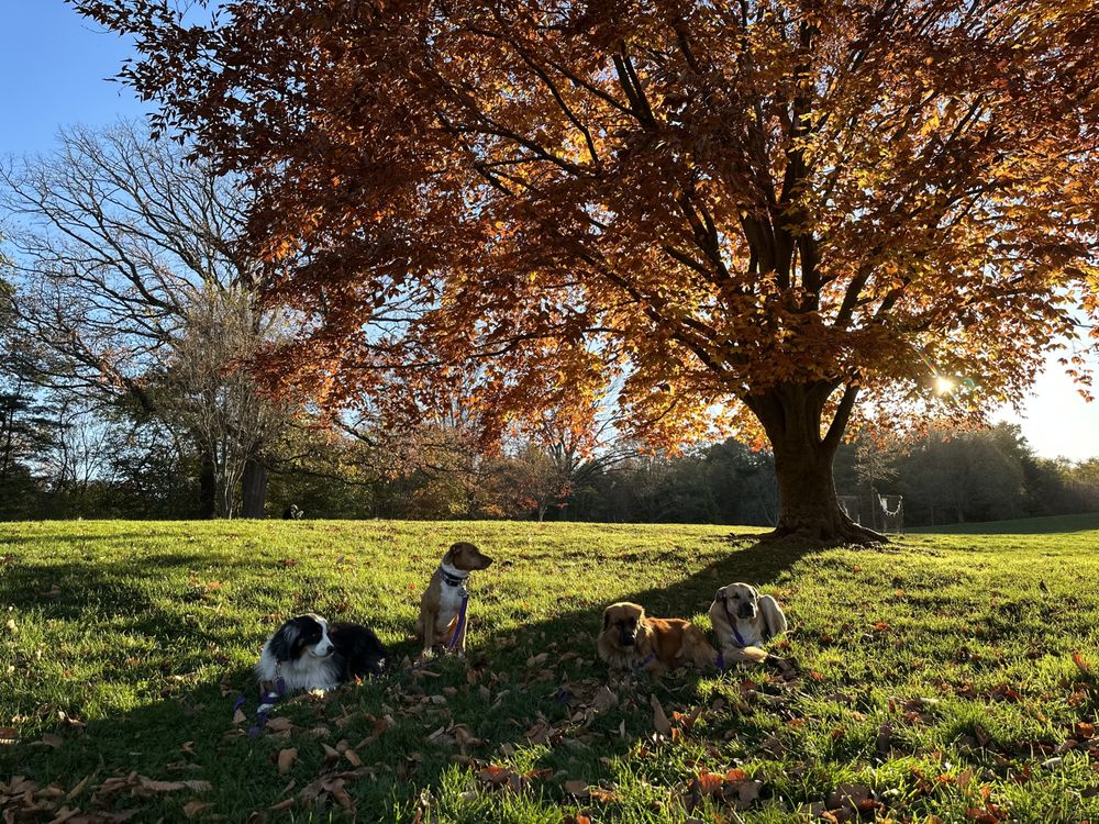 ZEN WALKER - Updated October 2024 - 13 Photos & 10 Reviews - Brooklyn ...