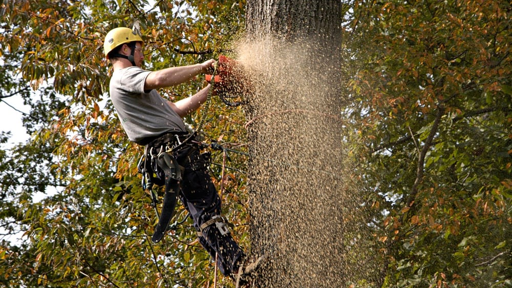 THAT TREE GUY - Updated December 2025 - 12 Reviews - 4215 Old Hanover ...