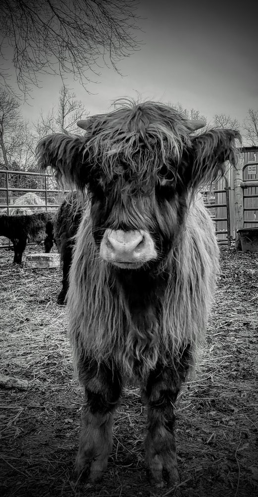 RAWLY MAE FARM - Updated December 2025 - 887 Ray Cemetery Rd, Sparta ...