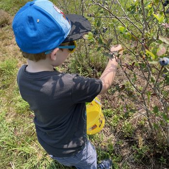 BRYANT BLUEBERRY FARM - Updated June 2024 - 31 Photos - 6900 Oak Park ...