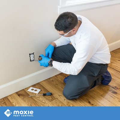 MOXIE PEST CONTROL DENVER - Updated October 2025 - 58 Photos & 395 ...
