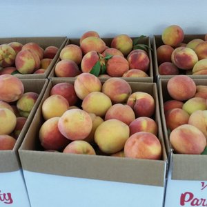 HUTTON PEACH FARM - 25 Photos & 17 Reviews - 210 Greenwood Cut Off Rd ...