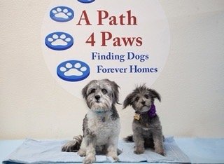 Same Day Service at A Path 4 Paws - Updated April 2025 - 232 N Jones Blvd, Las Vegas, Nevada ...