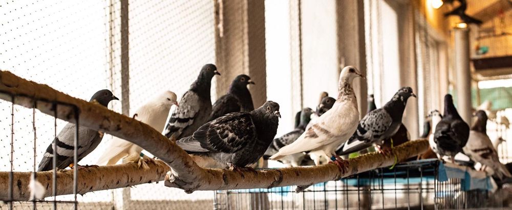 GREAT LAKES PIGEON RESCUE - Updated January 2026 - Chicago, Illinois ...