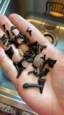 SHARK TOOTH ISLAND - Updated January 2026 - 32 Photos - R07800-001-001 ...