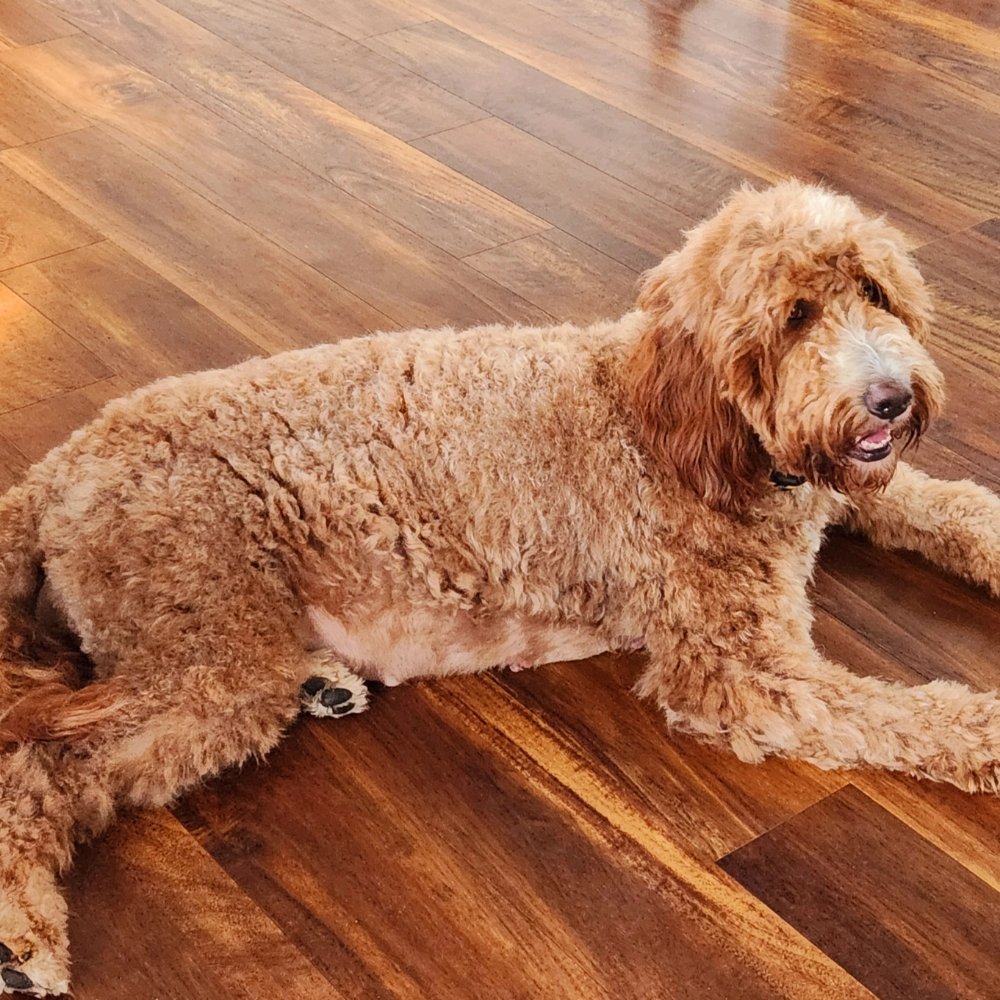 WILLOW-BE DOODLES - Updated February 2025 - Pottstown, Pennsylvania ...