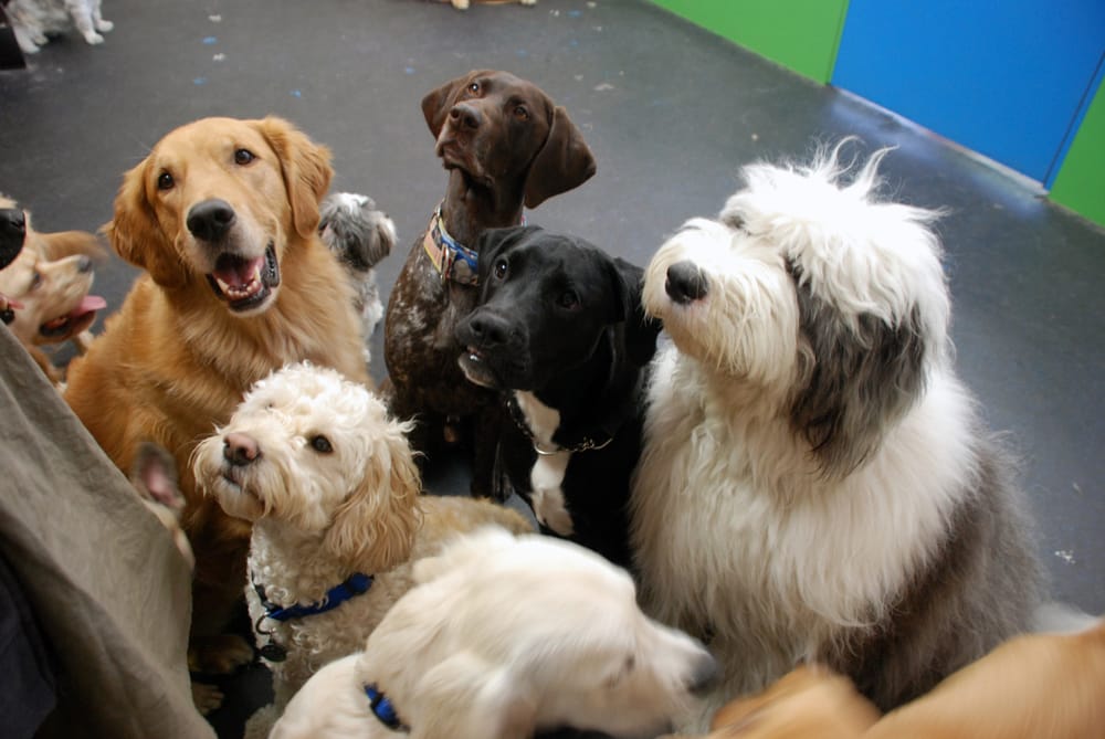 PACK OF PAWS - Updated October 2025 - 13 Photos & 11 Reviews - 105 ...