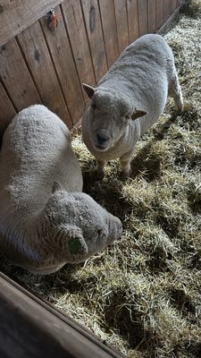 CHARMINGFARE FARM - Updated December 2025 - 40 Photos & 130 Reviews ...