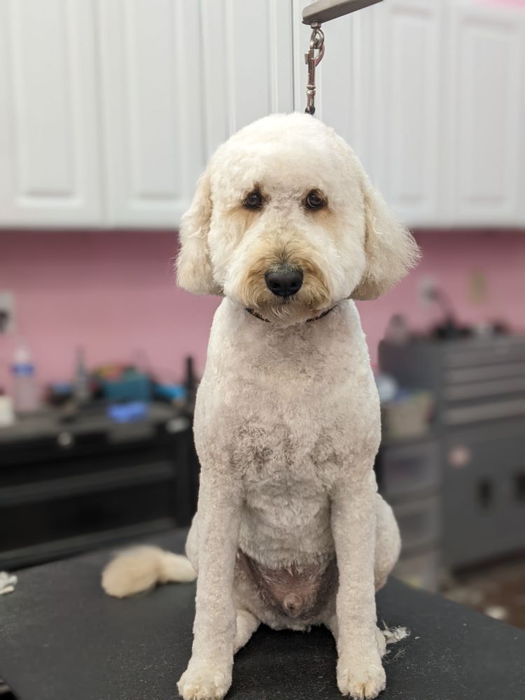 HIGH TAILS PET GROOMING - Updated August 2025 - 26 Photos - Austin ...