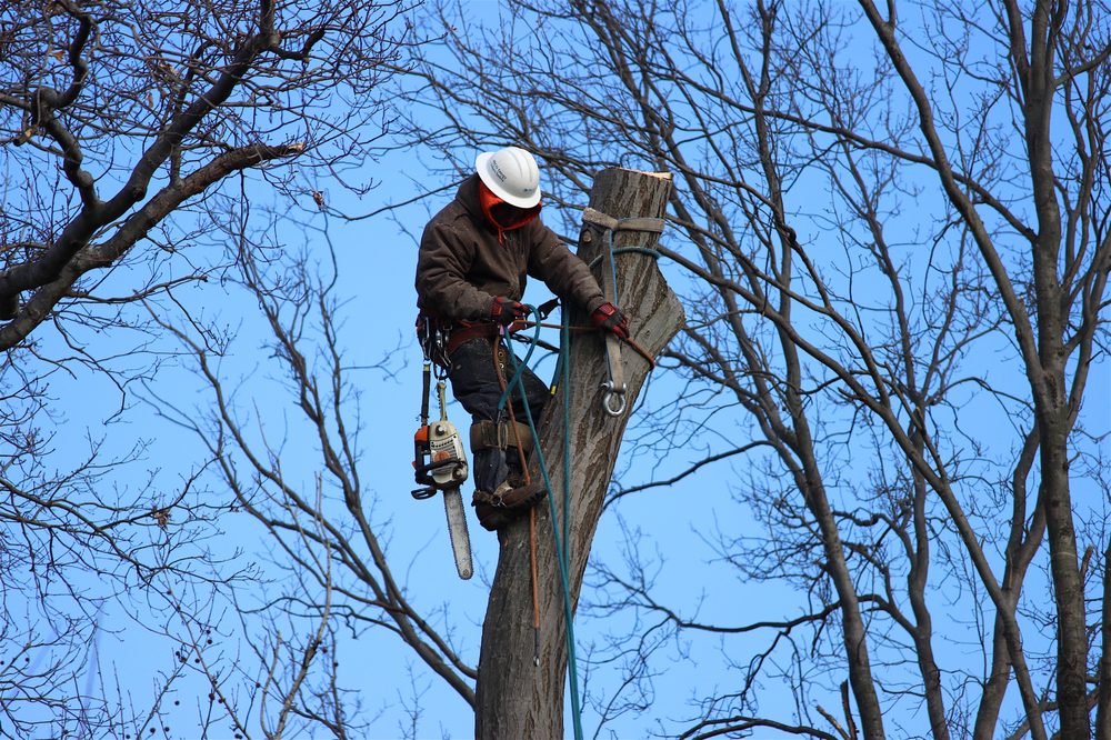RICK’S EXPERT TREE SERVICE - Updated December 2025 - 30 Photos & 33 ...