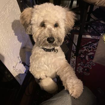 MOOCHI DOG SALON AND SUPPLY - Updated October 2025 - 253 Photos & 271 ...