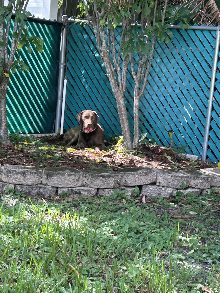 LILOS PAWSCAPE DOG CAMP - Updated May 2025 - Request an Appointment ...