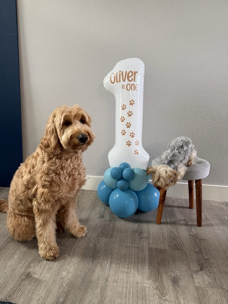 BOUJEE BUBBLES DOG GROOMING - Updated March 2026 - 45 Photos & 23 ...