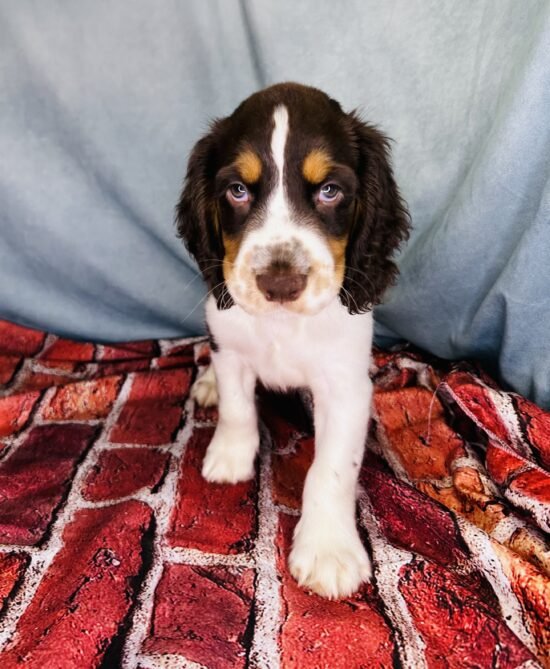 PUPPIES & MORE - PA PUPPY - Updated May 2025 - 28A Gateway Shopping Ctr ...