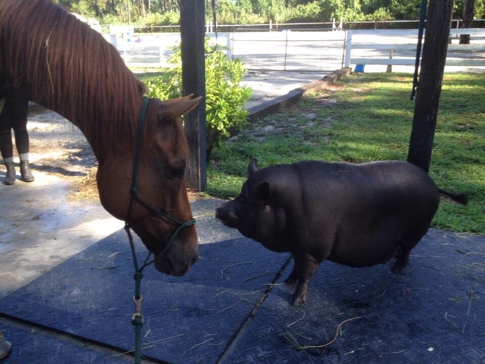 SOUTHERN PINES STABLES - Updated April 2026 - 561 20th Ave NW, Naples ...