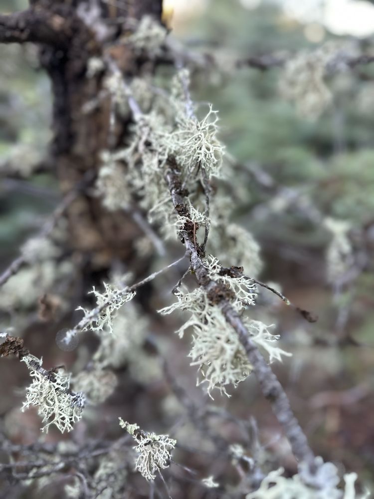 INDIAN ROCK TREE FARM - Updated December 2025 - 25 Photos & 38 Reviews ...