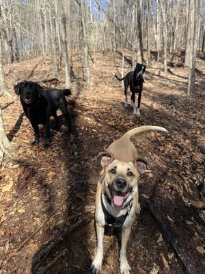 PUP PARK SHUTTLE - Updated May 2026 - 28 Photos & 10 Reviews - 2405 ...