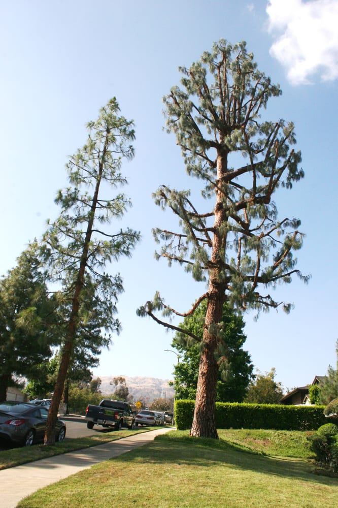 JJK TREE TRIMMING - Updated August 2025 - 85 Photos & 14 Reviews - Los ...