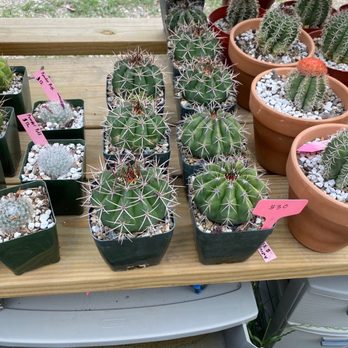 CACTUS QUEEN - Updated December 2025 - 14 Photos - 1835 Corinth St ...