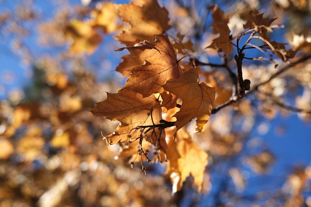 CALLAHAN PARK - Updated October 2024 - 71 Photos - 15960 Callahan Ranch ...