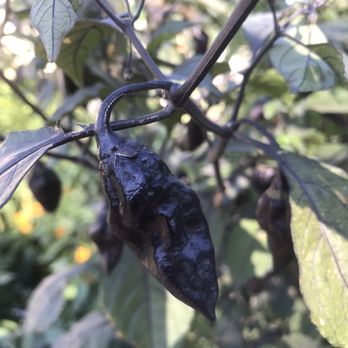 MUSSO FARMS - Updated December 2025 - 33 Photos & 21 Reviews - 35779 ...