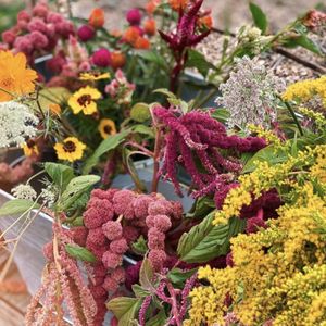 APPLE RIDGE ORCHARDS - Updated November 2025 - 243 Photos & 109 Reviews ...