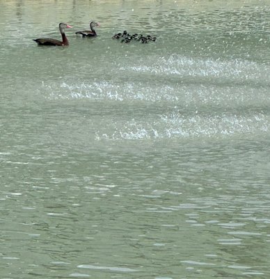 FORT BEND COUNTY LIBRARY FULSHEAR BRANCH - Updated October 2025 - 25 ...