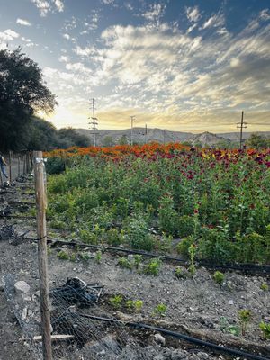 SANCHEZ PRODUCE - 29 Photos - 16230 Sierra Hwy, Canyon Country ...