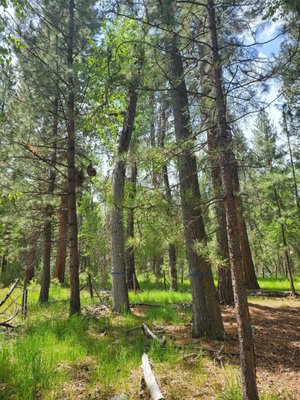 BLACK WIDOW - Updated November 2025 - Request a Quote - 19 Photos ...