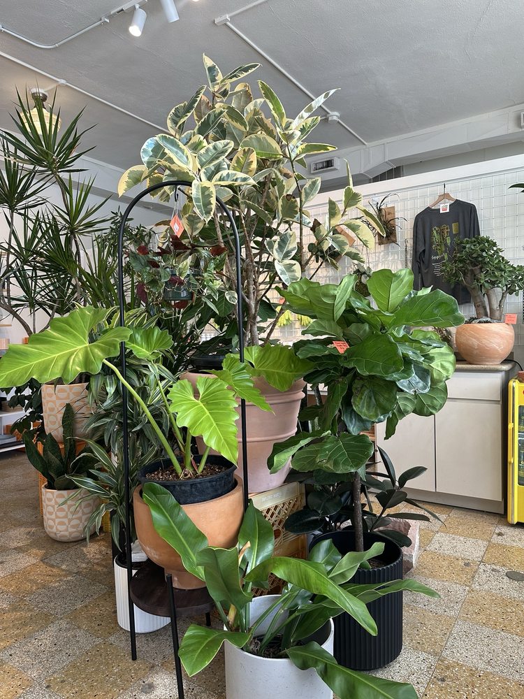 THE FLORA CULTURE - Updated February 2026 - Request Information - 799 ...