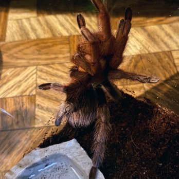 EAST BAY VIVARIUM - Updated January 2025 - 648 Photos & 598 Reviews ...