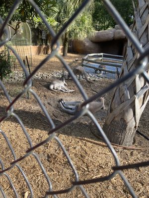 BEE CITY ZOO - Updated December 2024 - 387 Photos & 112 Reviews - 1066 ...