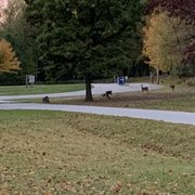 KICKAPOO STATE PARK - 33 Photos & 26 Reviews - 10906 Kickapoo Park Rd ...