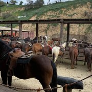 SUNSET RANCH HOLLYWOOD STABLES - 838 Photos & 692 Reviews - 3400 N ...